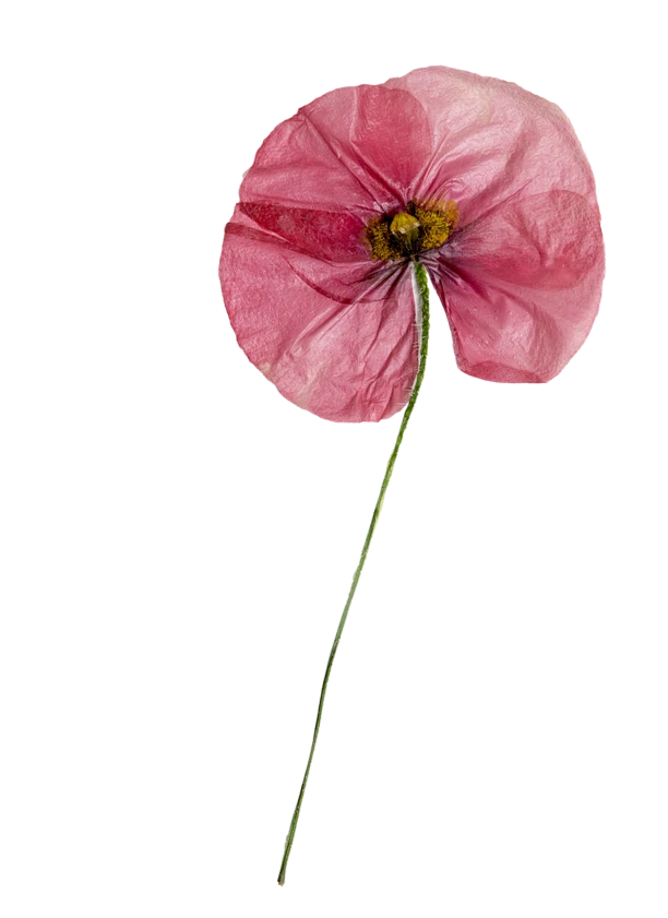 Nova LP – Ana Rizzon